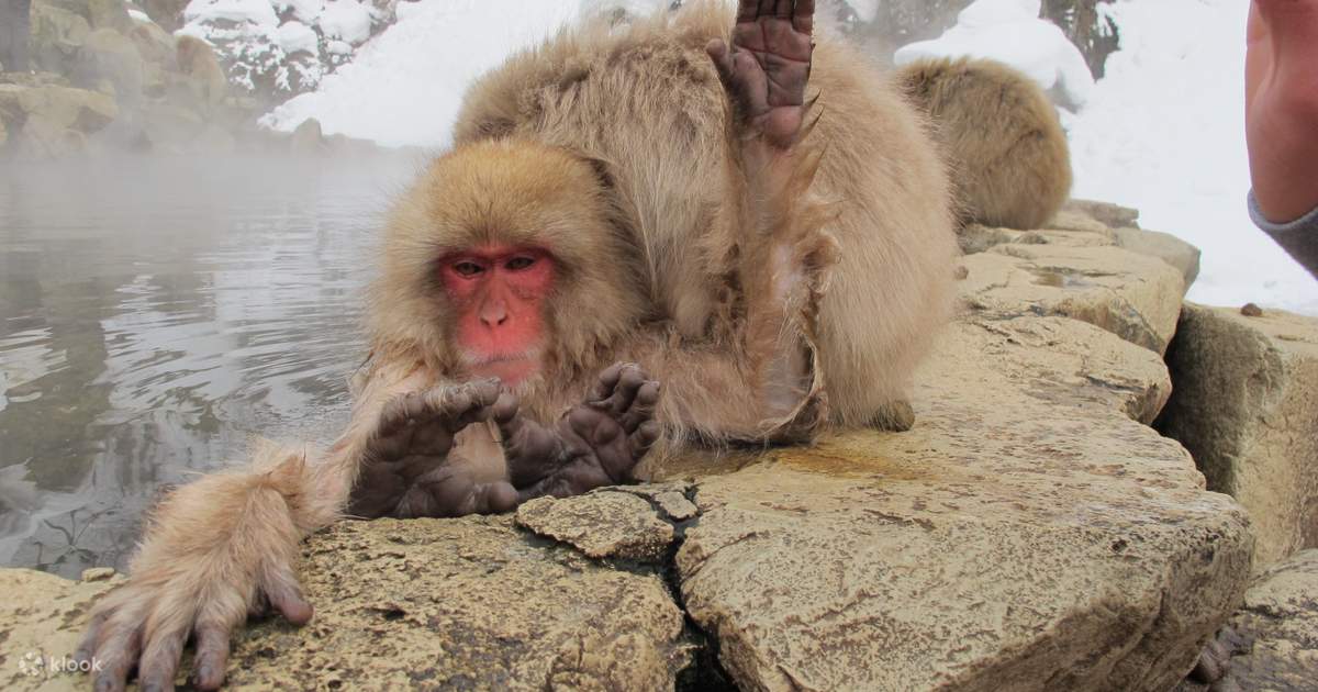 Tur Pribadi Snow Monkey & Shibu Onsen - Klook Indonesia